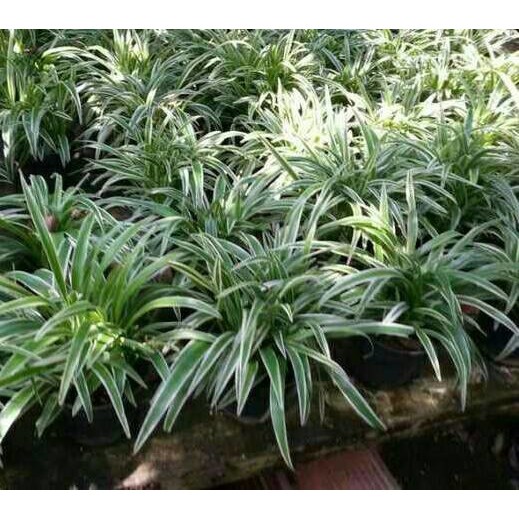 Jual tanaman lili paris / lili paris umbi / lily paris | Shopee Indonesia