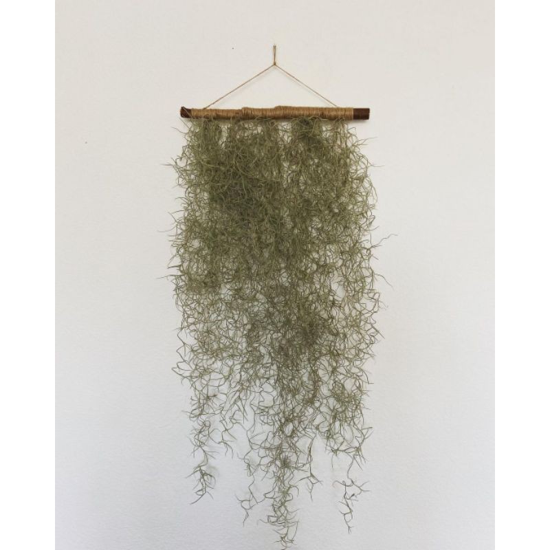 Jual TANAMAN HIAS JENGGOT MUSA / JENGGOT DEWA PANJANG 30 CM SPANISH ...