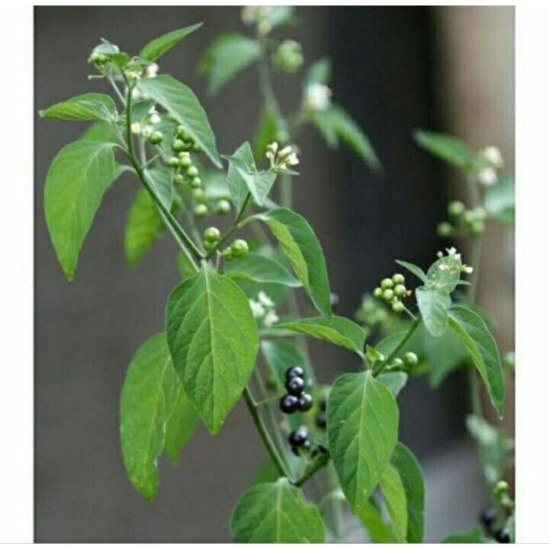 Jual 100 Biji Benih bibit Sayur Leunca/Sayur Meranti | Shopee Indonesia