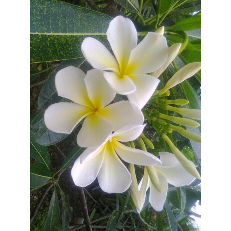 Jual Bibit stek batang tanaman hias Kamboja Bali bunga putih | Shopee ...