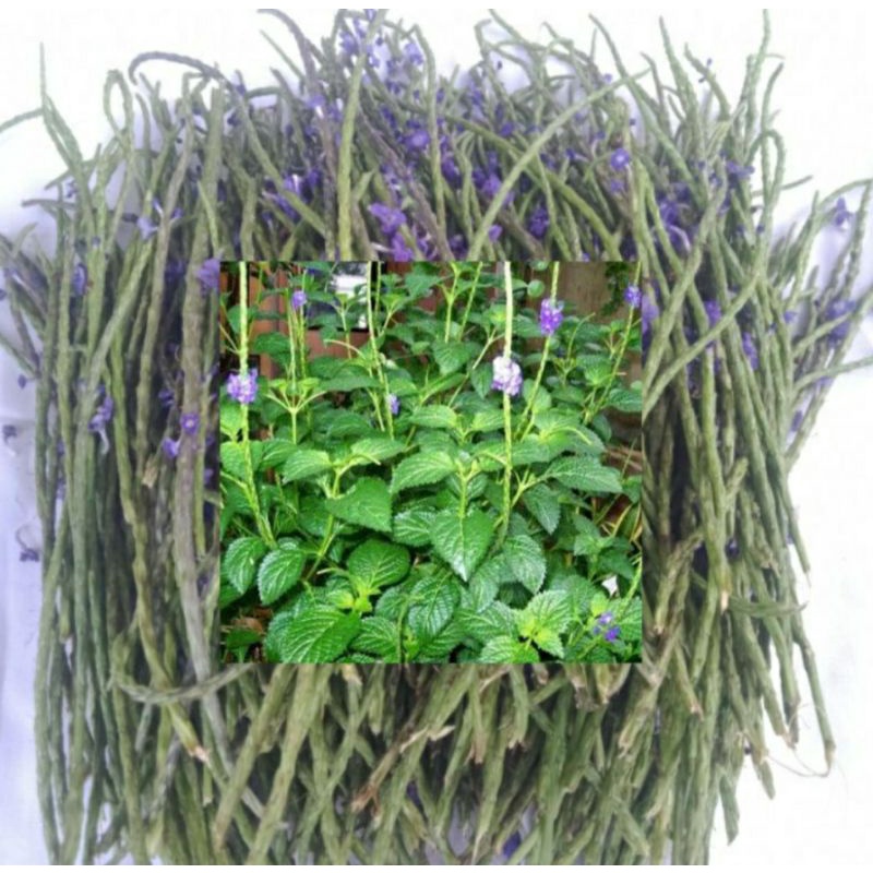 Jual Bunga Pecut Kuda Fresh Segar 500 Gram / Bunga Jarong ...