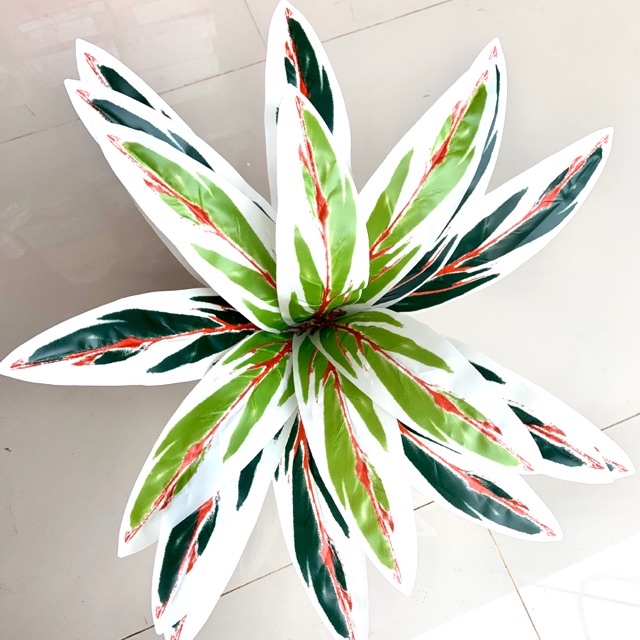 Jual TANAMAN DAUN HIAS PUTIH 18 DAUN- DAUN HIAS - DAUN DEKOR -DAUN ...