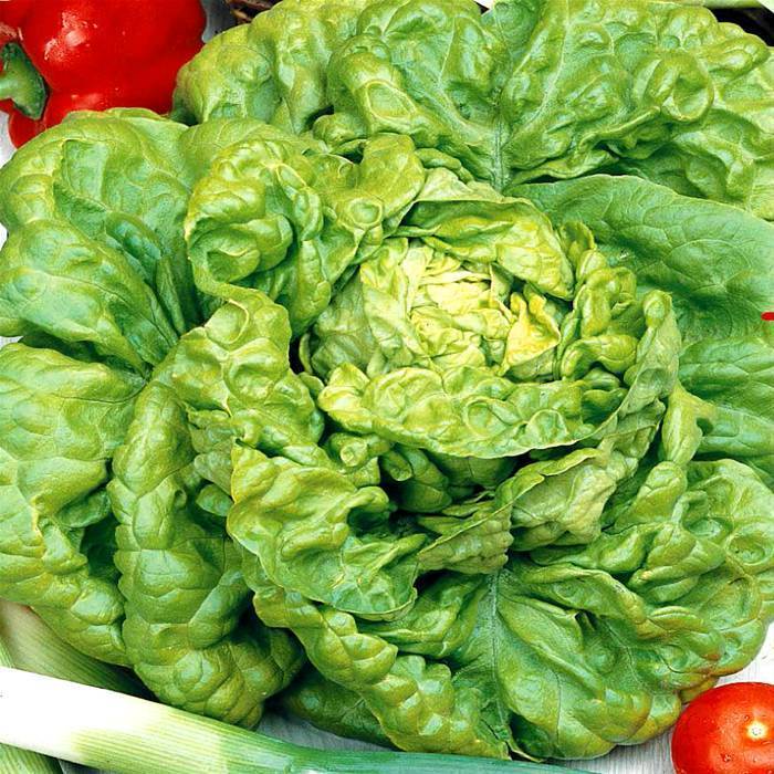 Jual Lettuce All Year Round 50 Biji (Benih Biji Bibit Tanaman Sayur ...
