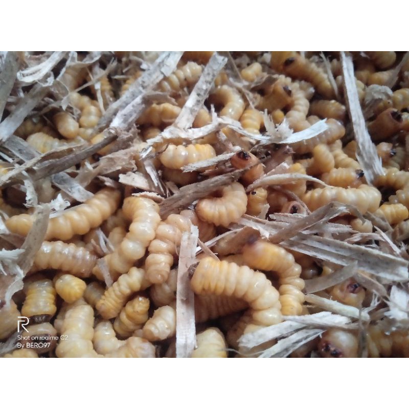 Jual ulat kayu size sedang per 40 ekor | Shopee Indonesia