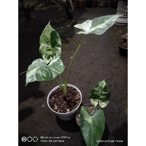 Jual Xanthosoma varigata. -VARRO PLANT- | Shopee Indonesia
