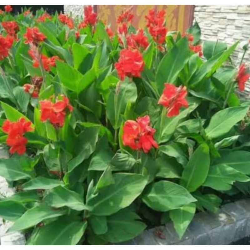 Jual tanaman hias kana bunga merah / tanaman hias bunga kana / pohon ...