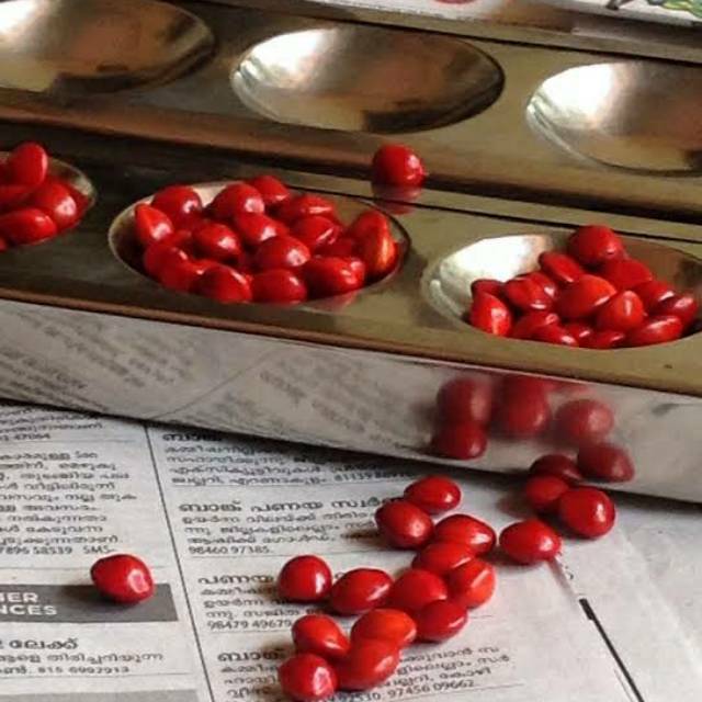Jual 20pcs Biji Saga Pohon Natural Saga Telik Biji Kering Bunga kering ...