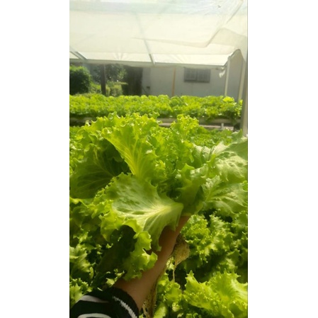 Jual Selada hijau segar hidroponik 250 gr. | Shopee Indonesia