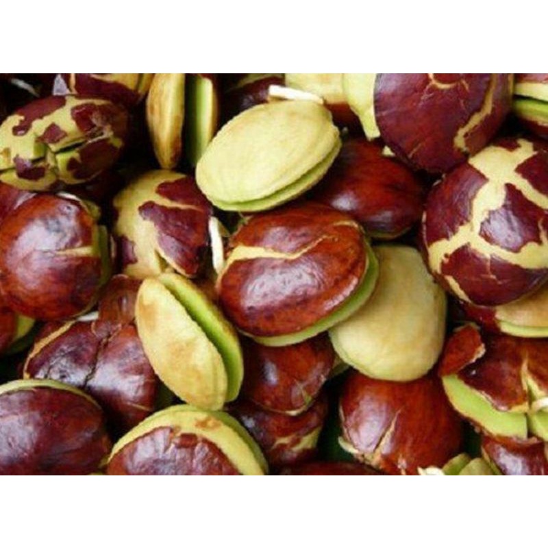 Jual Jengkol Tua Kupas dan Jengkol Tua Kulit/Jengkol lalab | Shopee ...