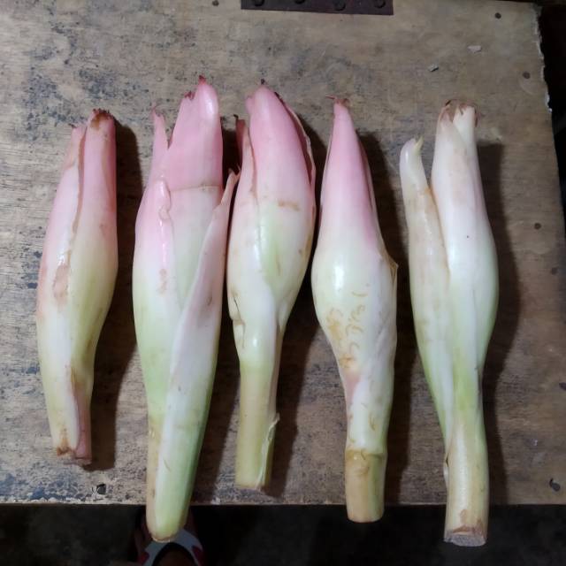 Jual Kincung/combrang khas medan berat(500grm) | Shopee Indonesia