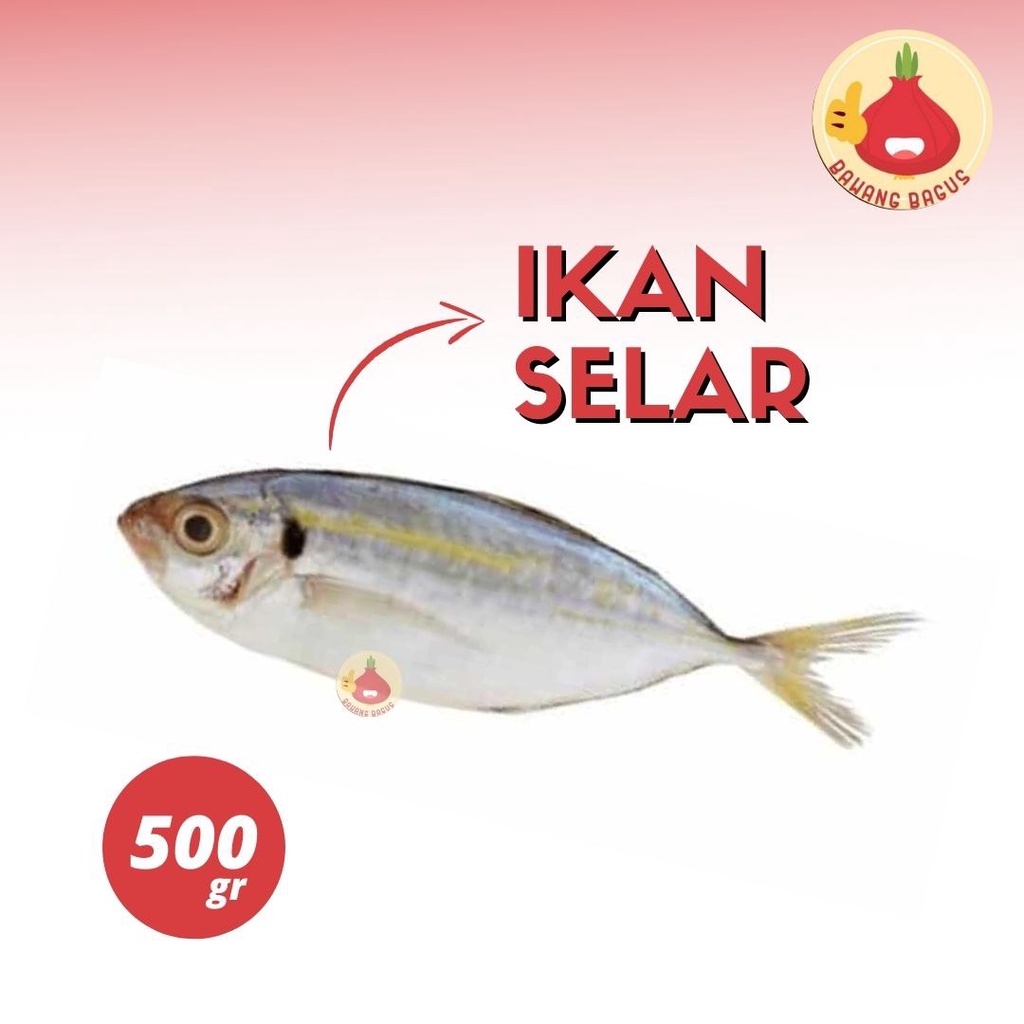 Jual IKAN SELAR SEGAR/IKAN SELAR 500Gram | Shopee Indonesia
