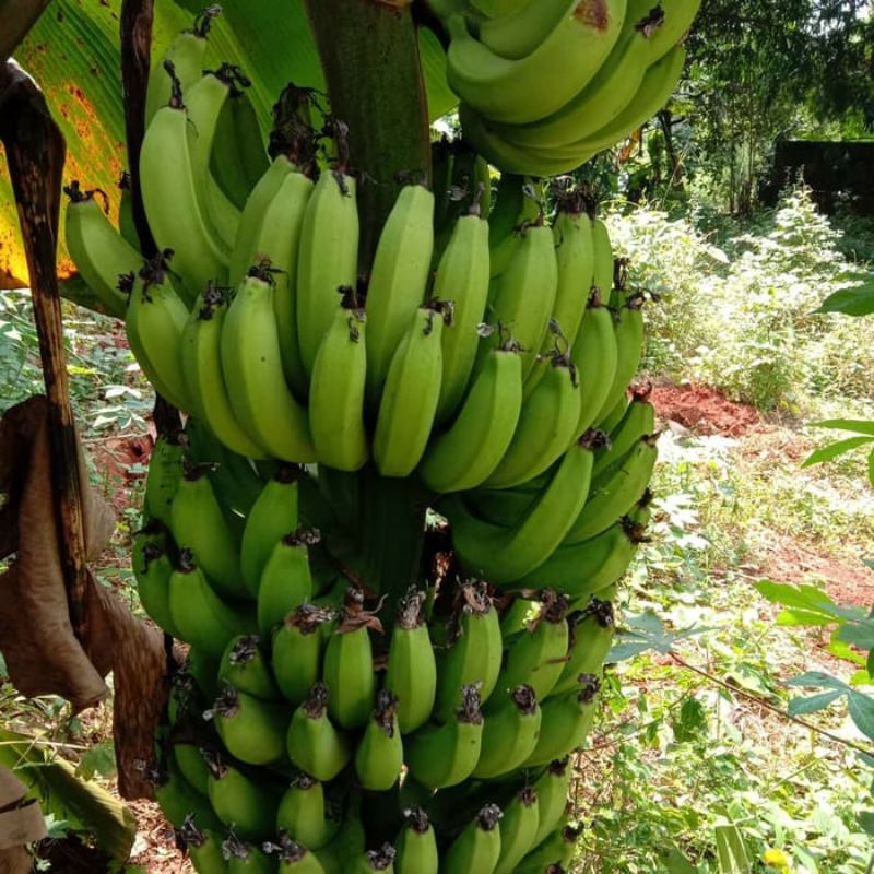 Jual bibit pohon pisang ambon mini super/bibit pisang badak super ...