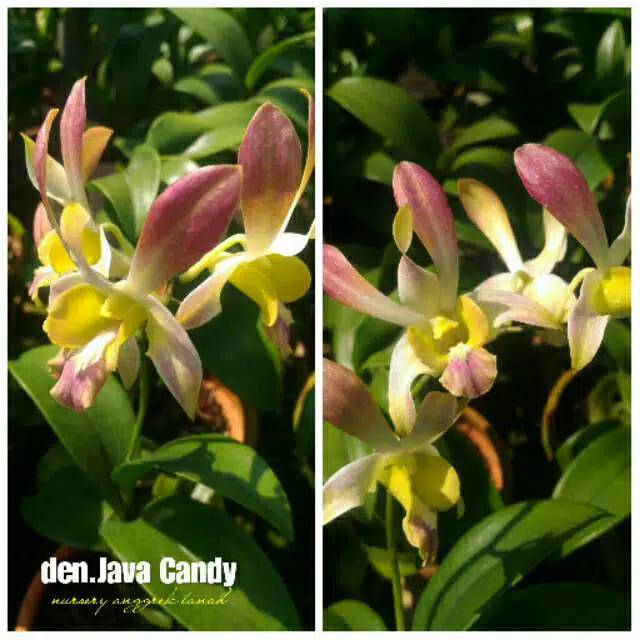 Jual Anggrek dendrobium java candy | Shopee Indonesia