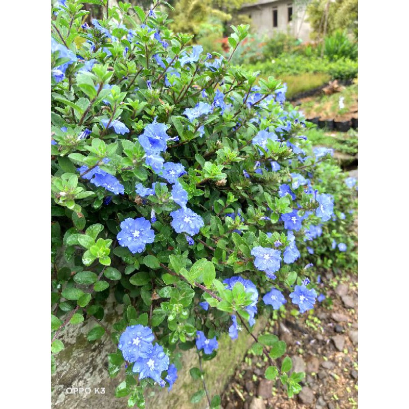 Jual Blue eyes | Tanaman hias bunga blue eye | Shopee Indonesia