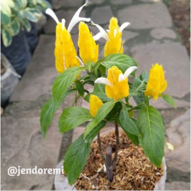 Jual Tanaman Lolipop - Bunga Lolipop Tanaman Hias Hidup | Shopee Indonesia