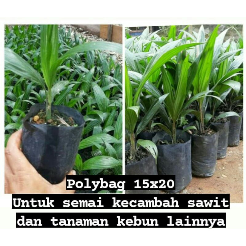Jual POLYBAG 15x20 isi 135 lembar polybag semai bibit sawit KANTONG ...