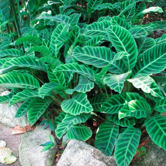 Jual Tanaman Calathea Zebrina ( Zebra Hijau ) | Shopee Indonesia