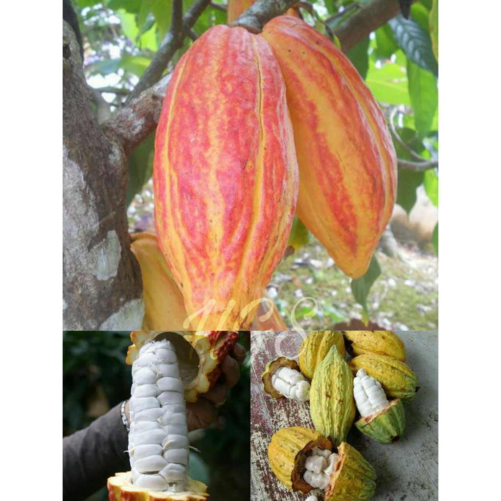 Jual Bibit Tanaman Buah Kakao Cocoa Cokelat | Shopee Indonesia