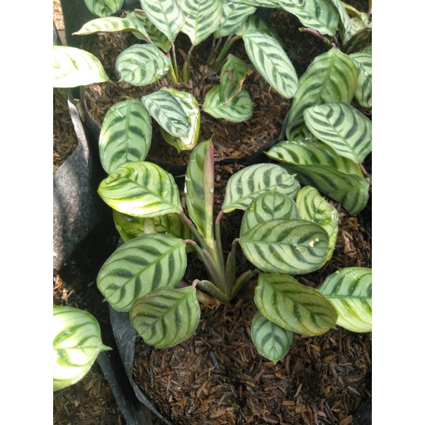 Jual bunga calatea spat sepat tanaman hias | Shopee Indonesia