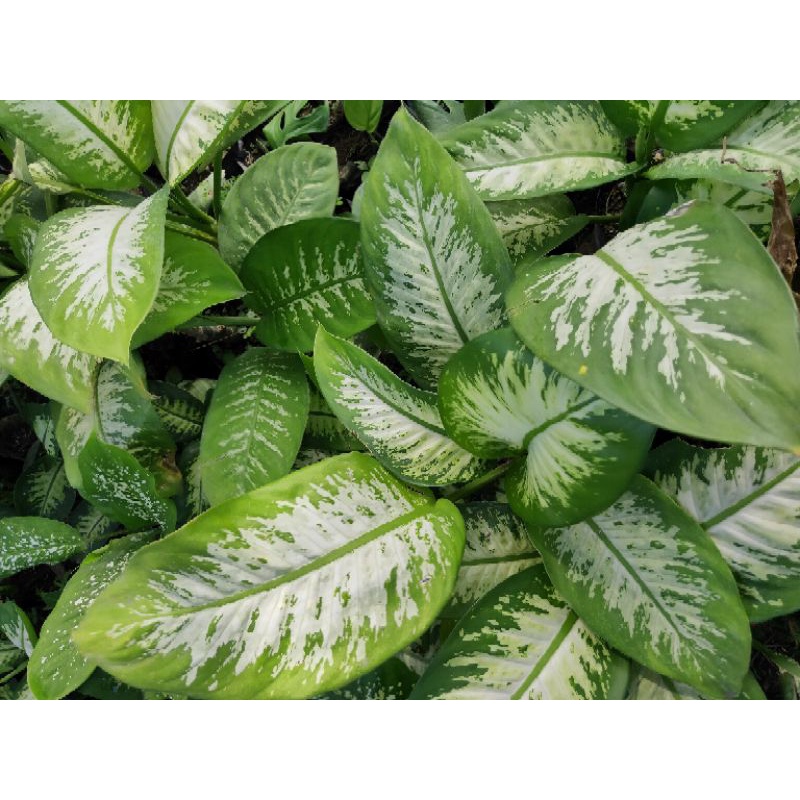 Jual tanaman hias diven bacia/tumbuhan penyerap racun HO2 | Shopee ...