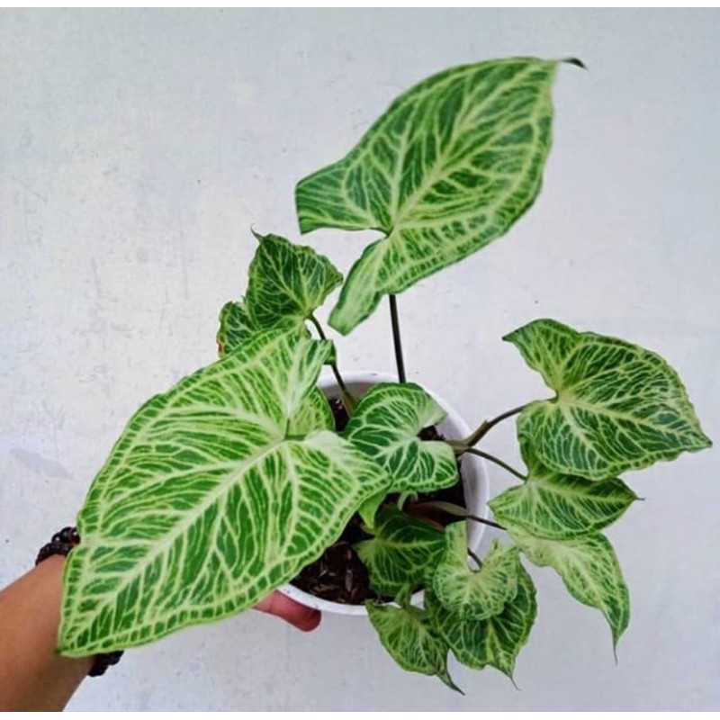 Jual Tanaman hias sygonium batik-tanaman hidup | Shopee Indonesia