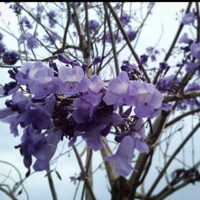 Jual Bibit pohon jacaranda - bibit tanaman jakaranda | Shopee Indonesia