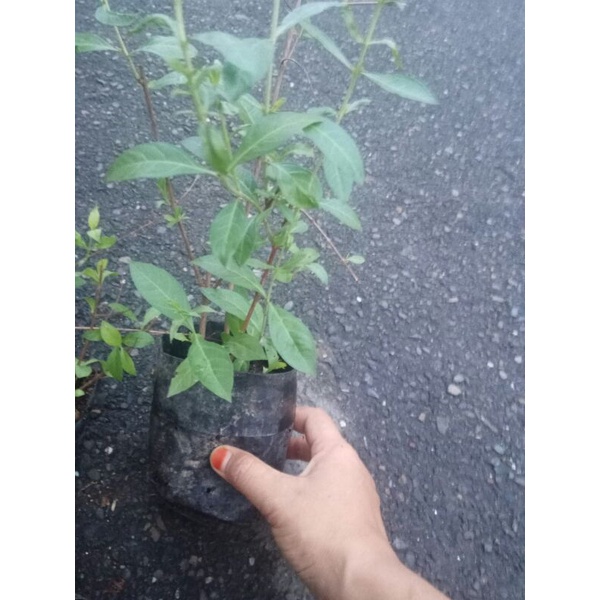 Jual INAI PACAR - DAUN PACAR - POHON PACAR - PERONA KUKU | Shopee Indonesia