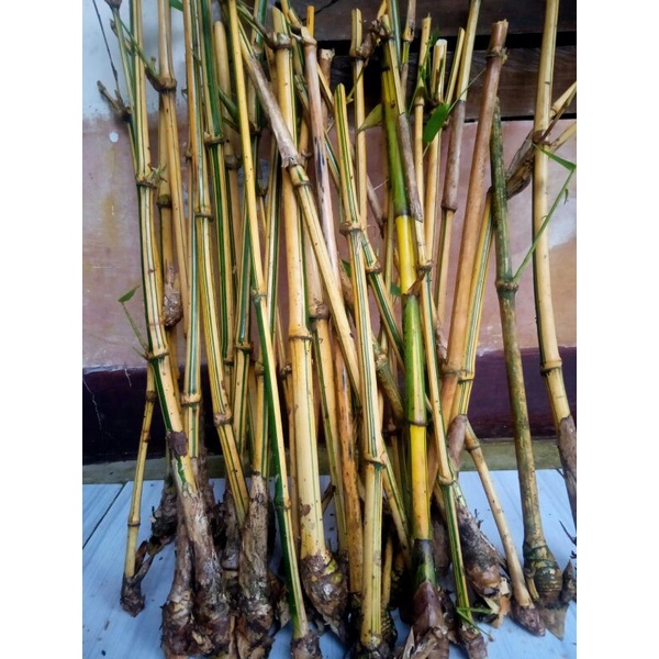 Jual Stek Batang Ranting Bambu kuning, Bambu Ampel Kuning | Shopee ...
