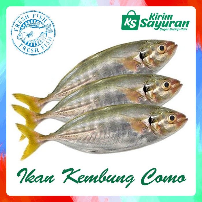 Jual Ikan Kembung Como (500 g) | Shopee Indonesia