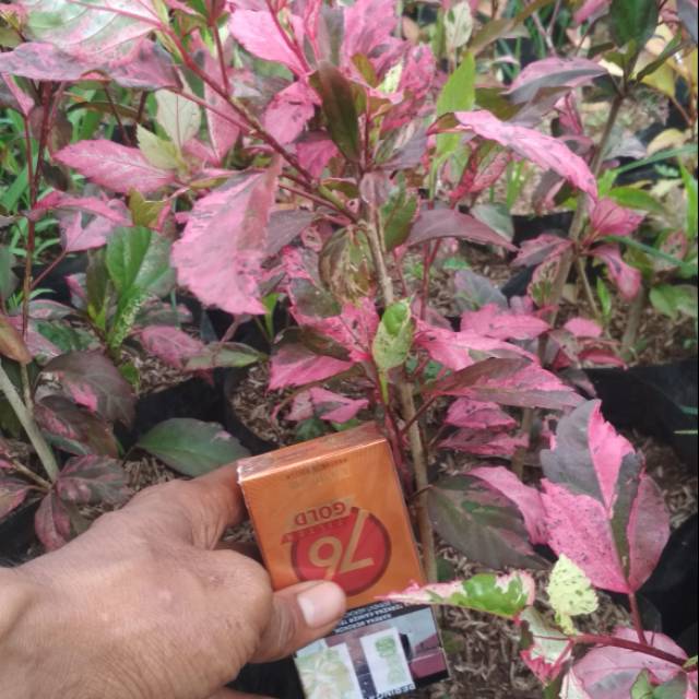 Jual Bunga sepatu daun merah | Shopee Indonesia