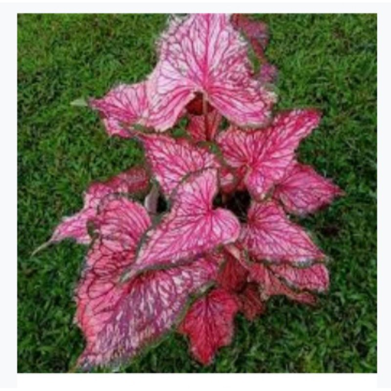 Jual keladi/caladium whorton | Shopee Indonesia