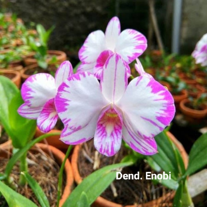 Jual Anggrek Dendrobium Enobi Splash | Shopee Indonesia