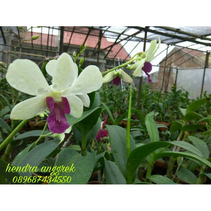 Jual Anggrek Dendrobium wongleng putih lidah ungu wangi | Shopee Indonesia