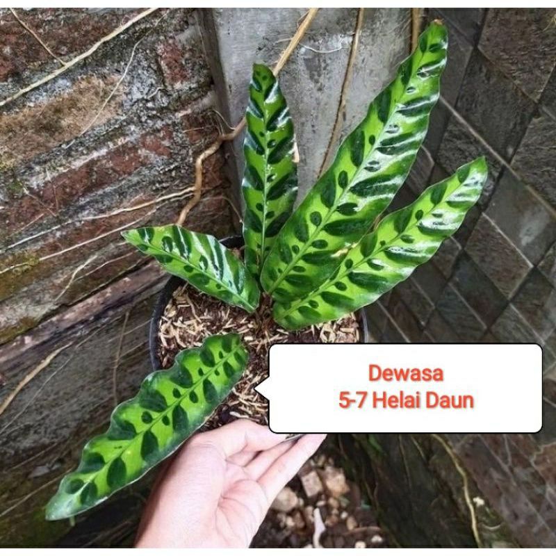 Jual promo!!! termurah!!! tanaman hias calathea/ jenis-jenis calathea ...
