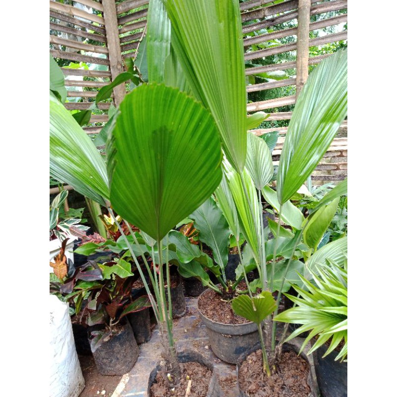 Jual Pohon palem kipas/palem kol hias | Shopee Indonesia