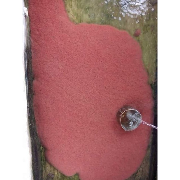 Jual Cacing Sutra Hidup 1/2 Liter - Cacing Rambut 1 Liter - Casut 1 ...