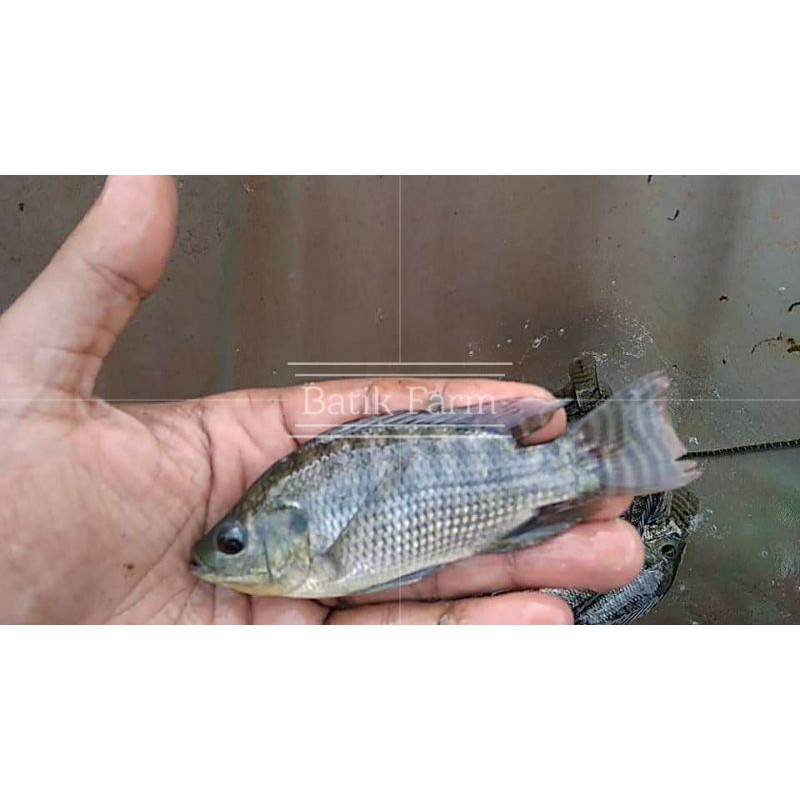 Jual Ikan nila hitam - Paket ikan nila hitam 50 ekor - Bibit nila hitam ...