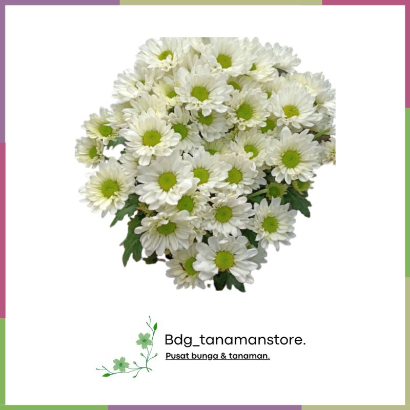 Jual TANAMAN BUNGA KRISAN SERUNI ASTER PUTIH TENGAH HIJAU KUALITAS ...