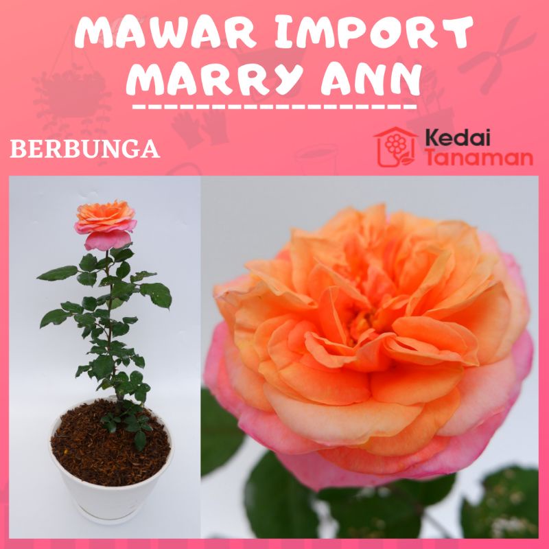 Jual Tanaman Hidup Bunga Mawar Import MARRY ANN Berbunga Wangi ...