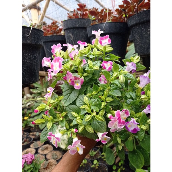 Jual Promo TANAMAN HIAS TERONIA | Shopee Indonesia