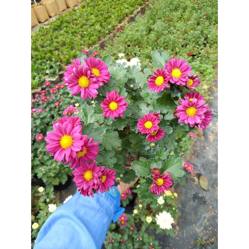 Jual Krisan Aster Bunga ungu kuning isi 5 6 batang kualitas Super ...