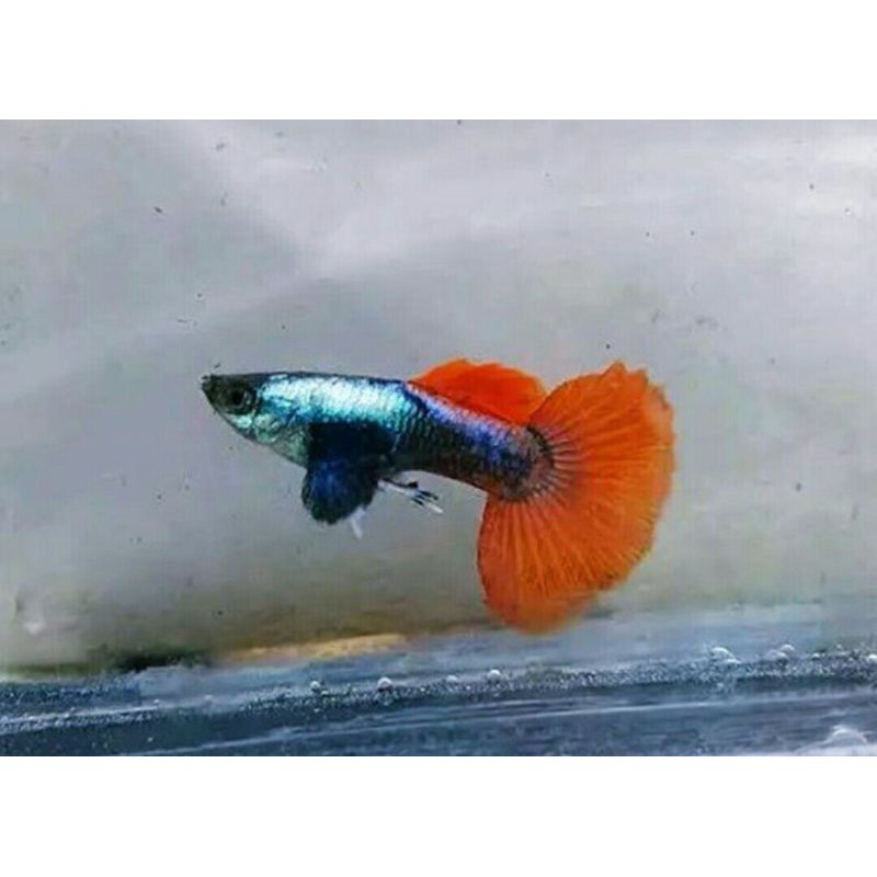 Jual ikan guppy hias PRTBE platinum red tail big ear | Shopee Indonesia
