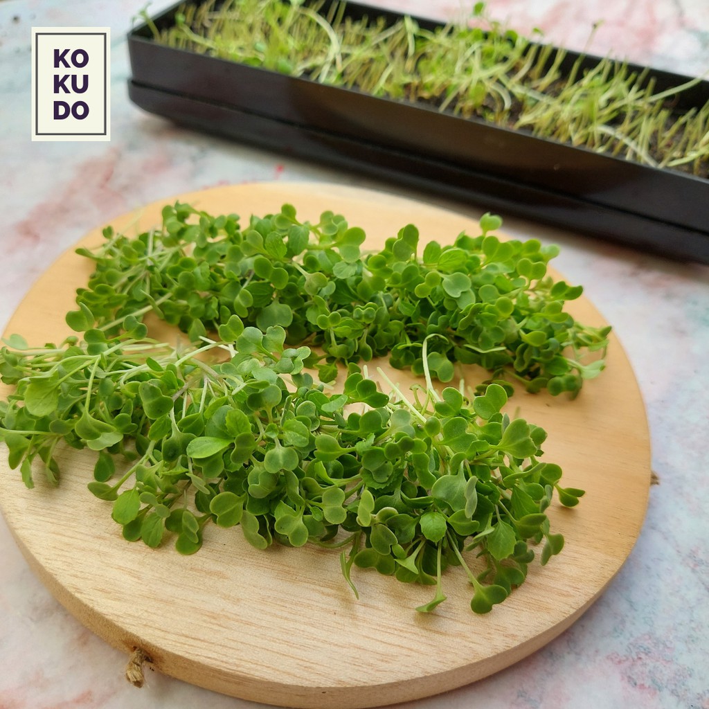 Jual Microgreens Growing Kit / Paket Menanam Sayur | Shopee Indonesia