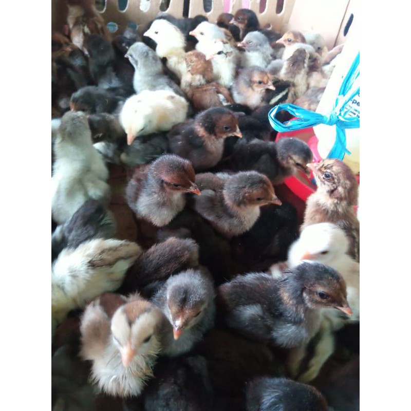Jual anak ayam kampung asli - doc ayam kampung - bibit ayam kampung ...