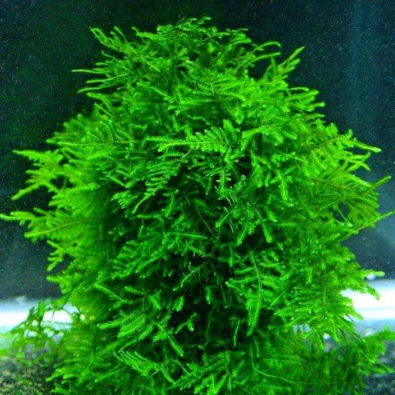 Jual Java moss Grade A full air Beli 3 Gratis 1 Aquatic Plant (tanaman aquascape low co2 ...