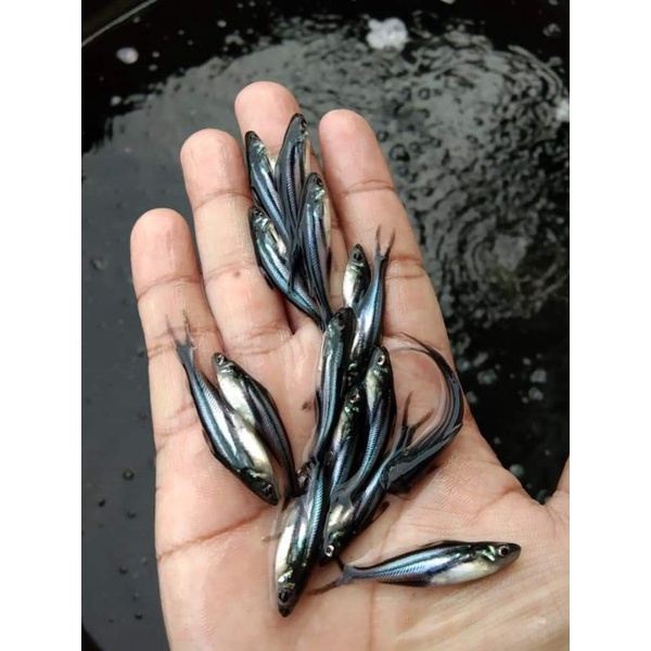 Jual Bibit Ikan Patin 4-8 cm | Shopee Indonesia