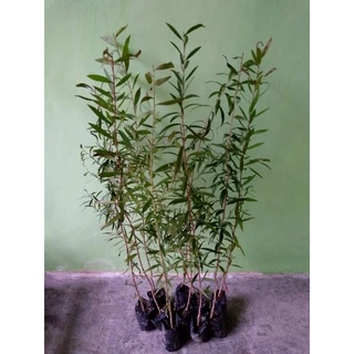 Jual bibit kayu putih Harga Terbaik & Termurah Februari 2026 | Shopee ...