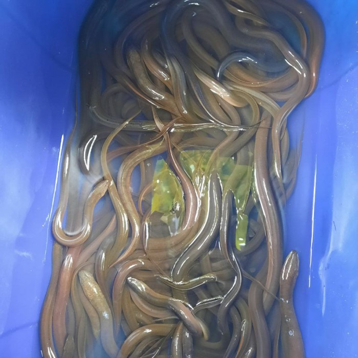 Jual Ikan belut hidup segar per 500 gram (23-29 ekor) | Shopee Indonesia
