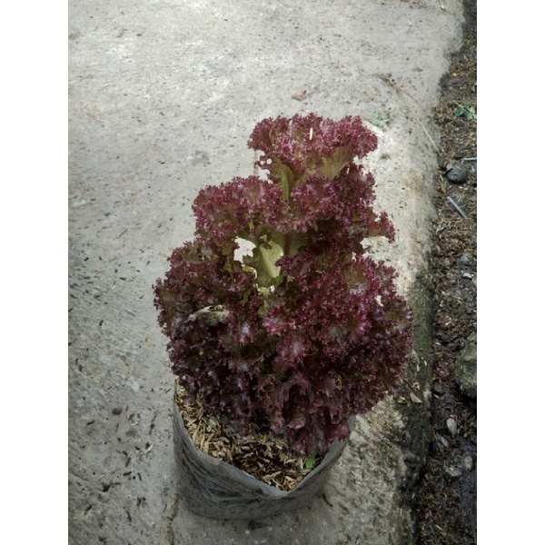 Jual selada merah tanaman sayuran hidup berakar | Shopee Indonesia