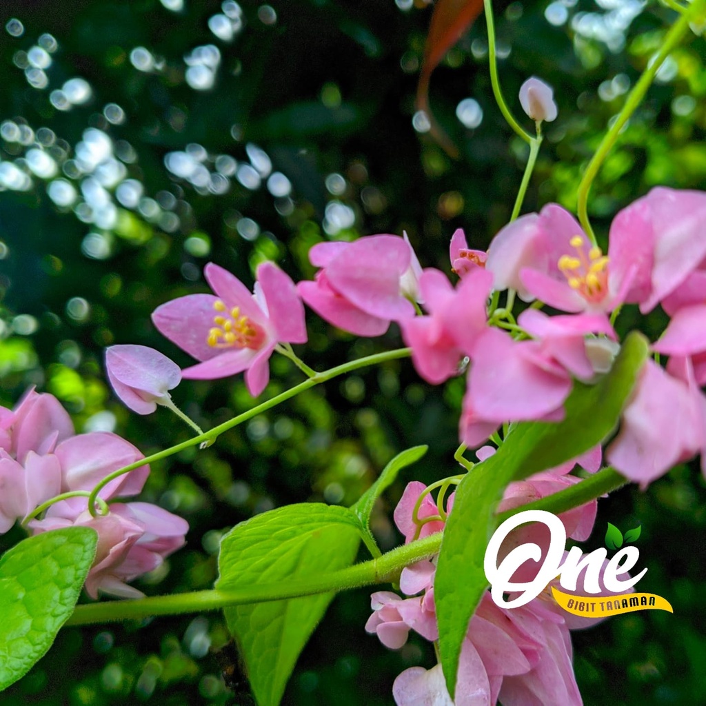 Jual Bibit Tanaman Bunga Air Mata Pengantin Bunga Pink Vegetasi Lebah ...